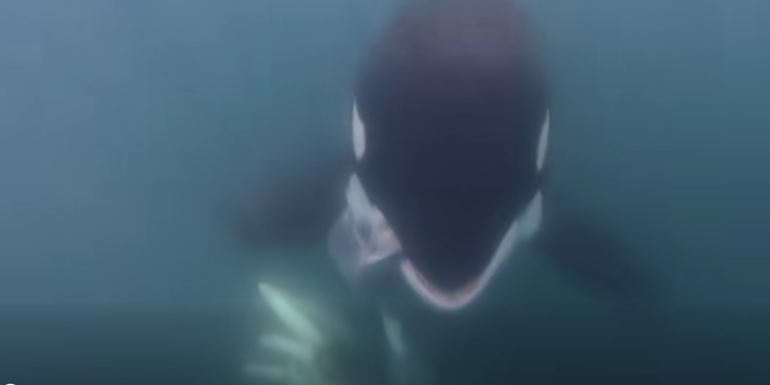 Avistan orca alimentándose de una cría de ballena jorobada frente a ...